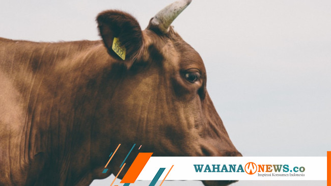 Ternyata Ini Manfaat Kepala Sapi untuk Kesehatan Tubuh - Wahana News