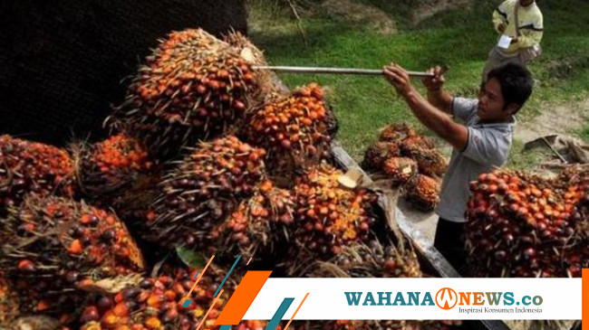 Cetak Rekor, Ekspor Produk Minyak Sawit Capai Rp 44 Triliun di Mei 2021 ...