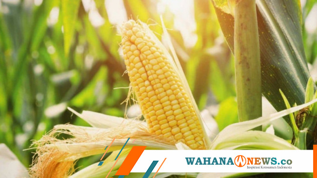 6 Cara Menanam Jagung Ala Rumahan, Sederhana Tapi Hasilnya Maksimal ...