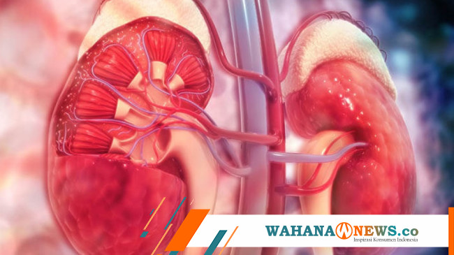 Diduga Terkait Perdagangan Ginjal, Keberangkatan 3 WNI ke Kamboja Dibatalkan - Wahana News