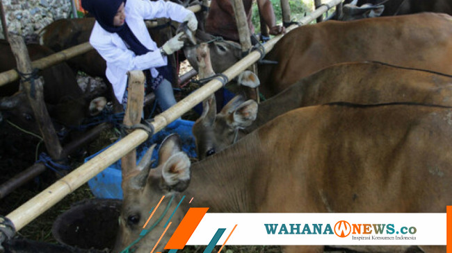 Ini yang Terjadi Jika Tubuh Terjangkit Penyakit Antraks - Wahana News