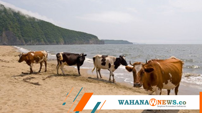 Jaga Pantai, Sapi-sapi Ini Ngamuk Jika Ada Turis yang Datang - Wahana News
