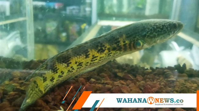 Bentuk Kepala Mirip Ular, Ikan Channa Jadi Primadona di Malang - Wahana ...