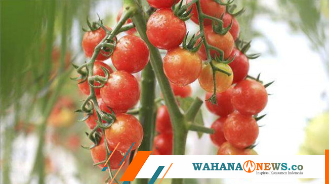 Cara Mudah Menanam Tomat Ceri - Wahana News