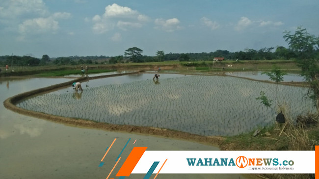 Dapat Penghargaan Swasembada Beras, Menteri PUPR Apresiasi Capaian ...