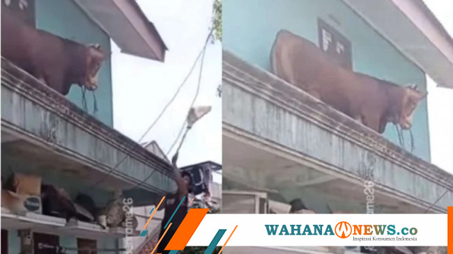 Viral Video Sapi ‘Sapidermen’ di Atas Plafon Rumah - Wahana News