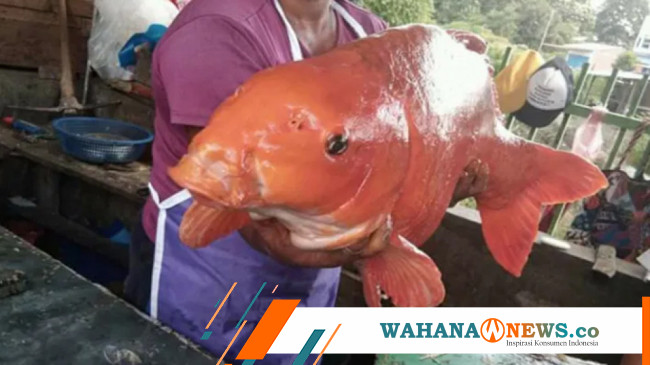 Ikan Mas Raksasa dari Danau Toba, Netizen: Balikin, Itu Mamaknya ...