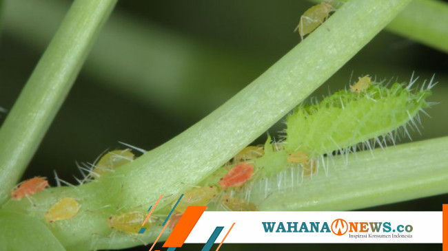 Hama Kutu Daun Persik pada Tanaman Cabai dan Cara Membasminya - Wahana News