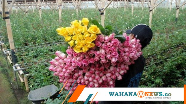 Potensi Cuan Bisnis Tanaman Hias Bunga Mawar - Wahana News