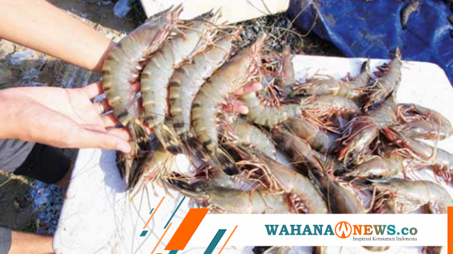 Ditjen PDSKP Ungkap Komoditas Udang Dominasi Ekspor Sektor Perikanan - Wahana News