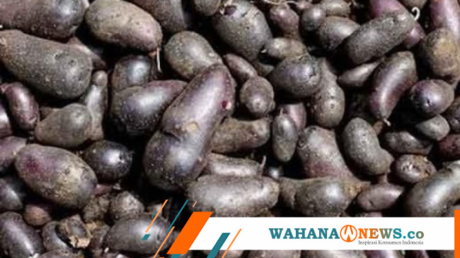 Budidaya Kentang Hitam, Sumber Karbohidrat Alternatif yang Potensial ...