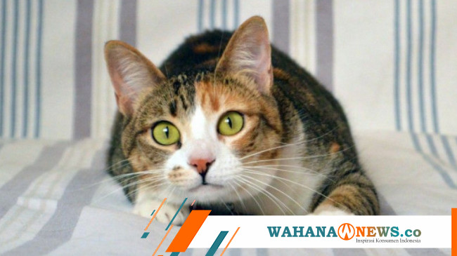 Alasan Kucing Senang Goyang-goyang Bokong Sebelum Menerkam - Wahana News