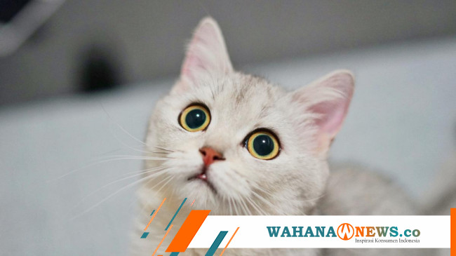 Alasan Kucing Peliharaan Senang Buntuti Pemiliknya - Wahana News