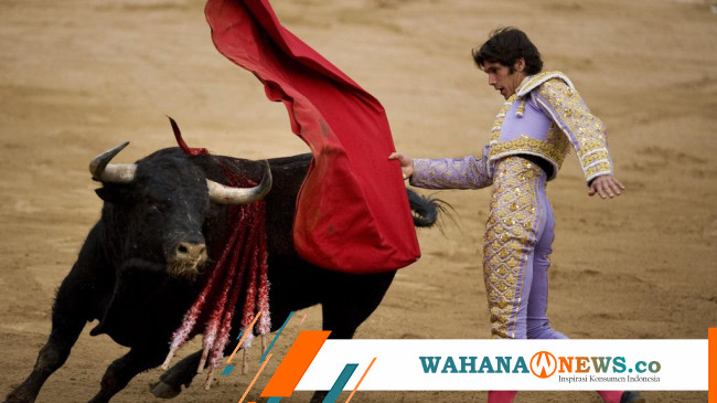 Banteng Menyerang saat Lihat Warna Merah, Ternyata Begini Faktanya ...