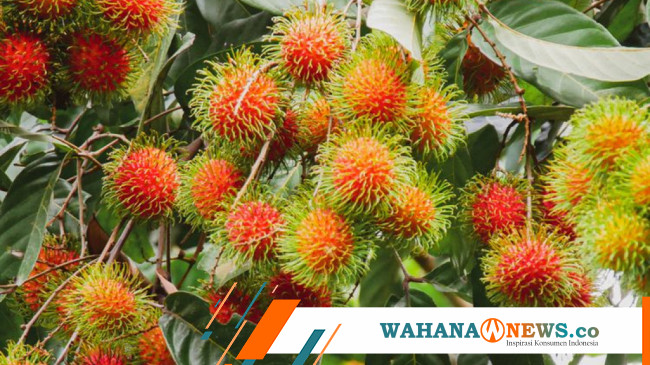 Begini Cara Membasmi Ulat di Pohon Rambutan - Wahana News
