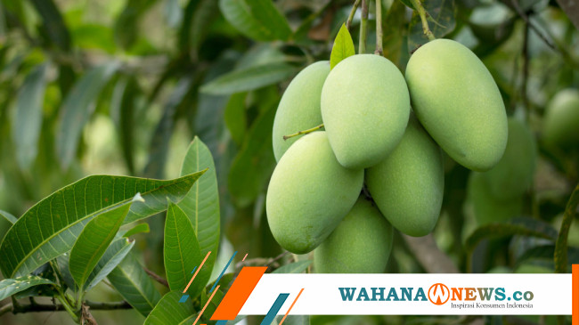 Cara Tepat Menanam Buah Mangga agar Berbuah Lebat - Wahana News