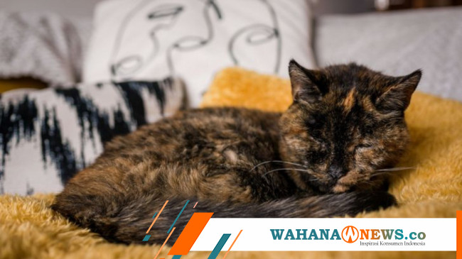 Flossie Dinobatkan Jadi Kucing Tertua di Dunia, Umurnya Setara 120 ...