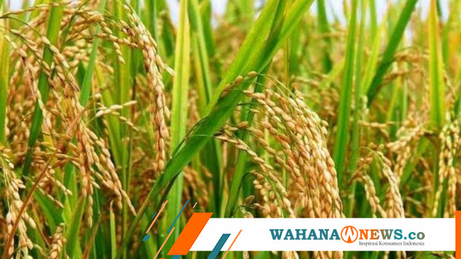 Maksimalkan Hasil Panen Begini Cara Menanam Padi Metode Hazton