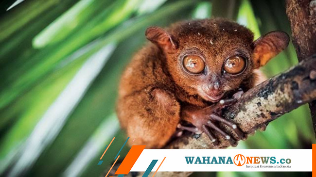 Primata Berjari Panjang Ini Sama dengan Manusia, Bisa Mengupil - Wahana ...