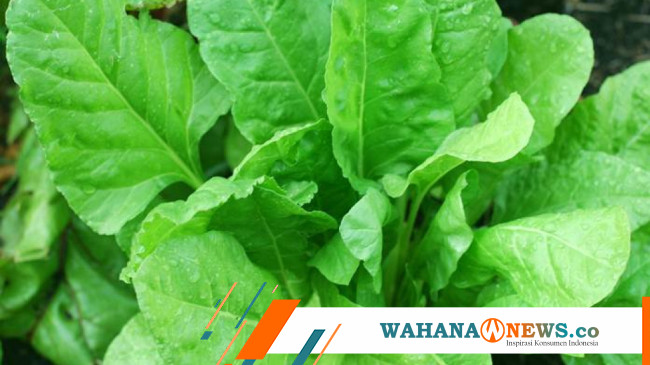Teknik Cepat Tanam Bayam Organik, Panen dalam 20 Hari - Wahana News