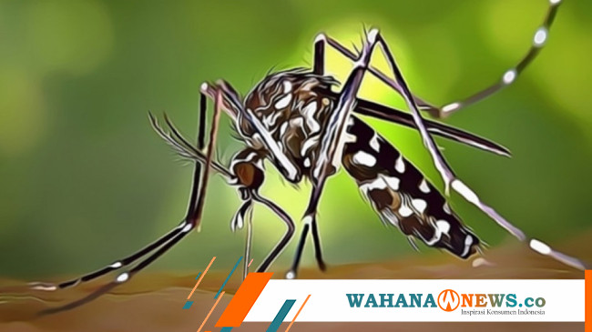 Australia Uji Coba Nyamuk Ber-Wolbachia di Bali, Begini Tanggapan ...