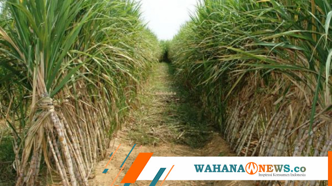 Pemerintah Akan Bangun Industri Gula dengan Perkebunan Tebu Seluas 2 ...