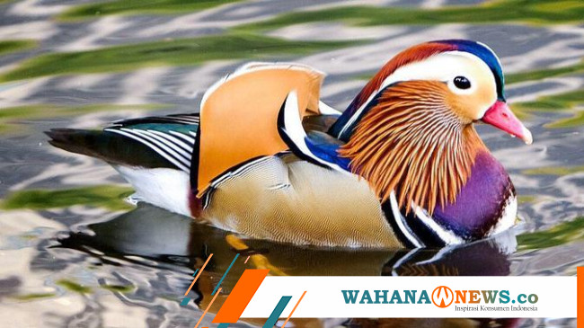 Berbulu Cantik, Ini Fakta-fakta Bebek Mandarin - Wahana News