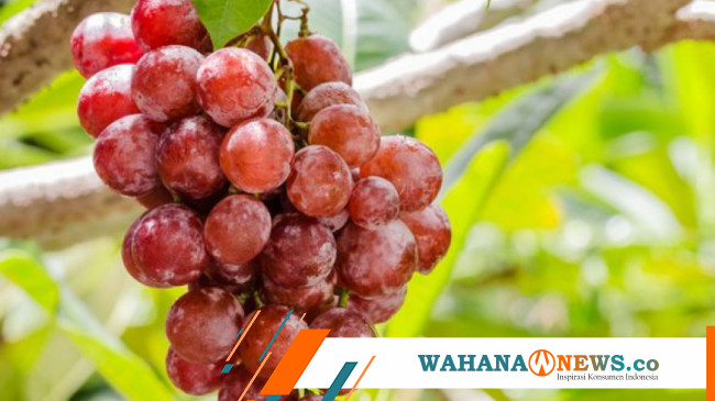 Cara Menanam Anggur dalam Pot agar Berbuah Lebat - Wahana News