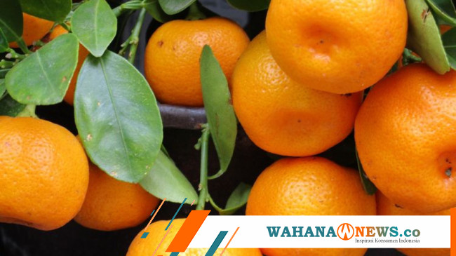 Cara Menanam Jeruk agar Berbuah Sepanjang Tahun - Wahana News