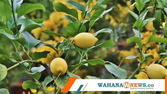 Cara Menanam Lemon agar Cepat Berbuah - Wahana News