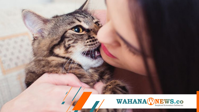 Kucing Senang Menggigit Dagu, Ternyata Ini Alasannya - Wahana News