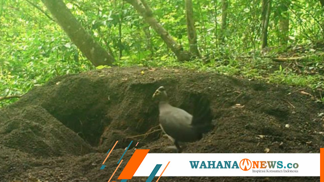 Lestarikan Satwa Langka, PLN Berhasil Tetaskan 9 Telur Burung Maleo ...