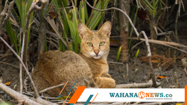 Mengenal Swamp Cat, Kucing Penguasa Rawa-rawa - Wahana News