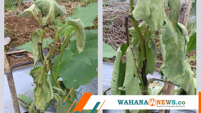 Penyebab Tanaman Terong Layu dan Cara Menanganinya - Wahana News