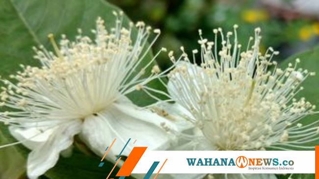 Rahasia Merawat Bunga Jambu agar Tidak Rontok - Wahana News