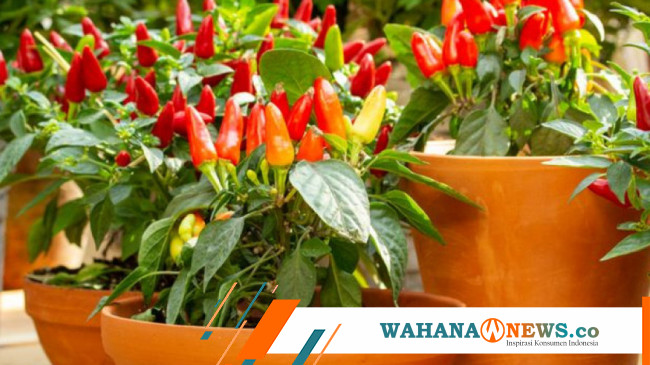 Trik Menanam Cabai di Pot agar Panennya Melimpah - Wahana News