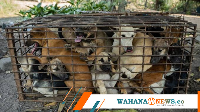 Warung Daging Anjing Berkembang di Solo: Jamu-Bikin Badan Enak - Wahana ...